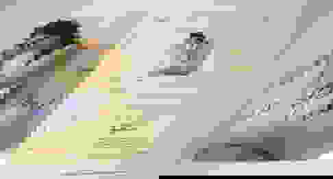 Cindy Crawford Sexy Model Playboy Playmate Last 1 Mueller/coa Signed ...