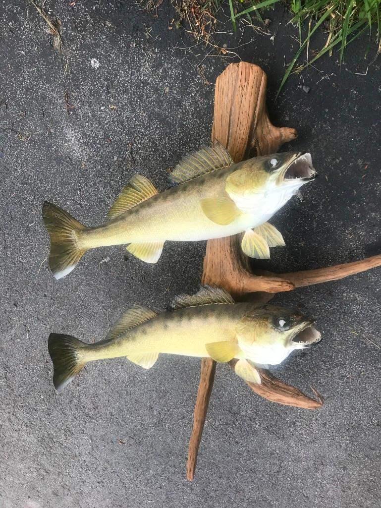 Two Real Skin Walleye Fish Mounts New Taxidermy On
