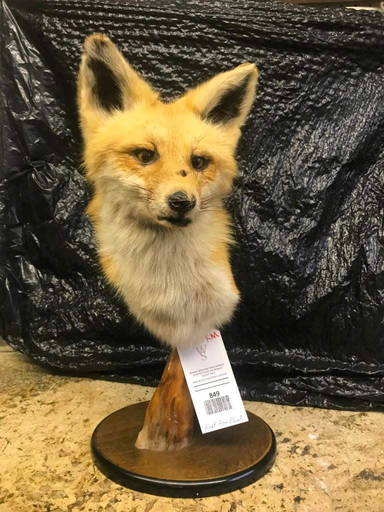 Beautiful " New" Red fox Shoulder Pedestal mount on a - Jul 24, 2021 ...