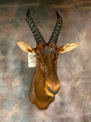 TOPI Sh Mt TAXIDERMY - Sep 30, 2021 | Western Sportsman LLC in Texas