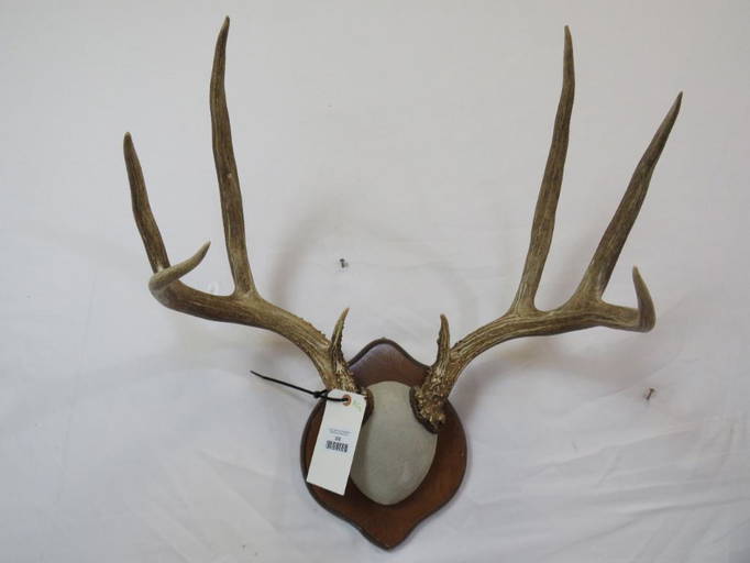 Really Nice Whitetail Rack On Plaque Taxidermy