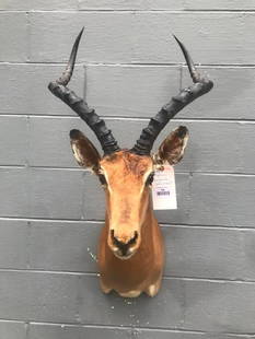 Beautiful African Impala Dual Pedestal Taxidermy Mount
