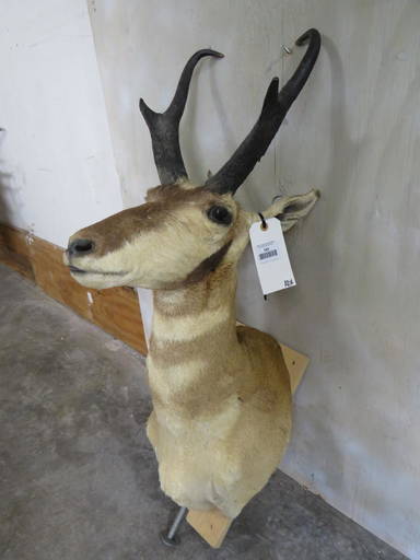 Pronghorn W/pole For A Pedestal Taxidermy