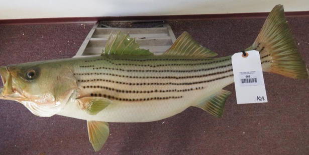 Mounted Striped Bass 18" Long Taxidermy Fish