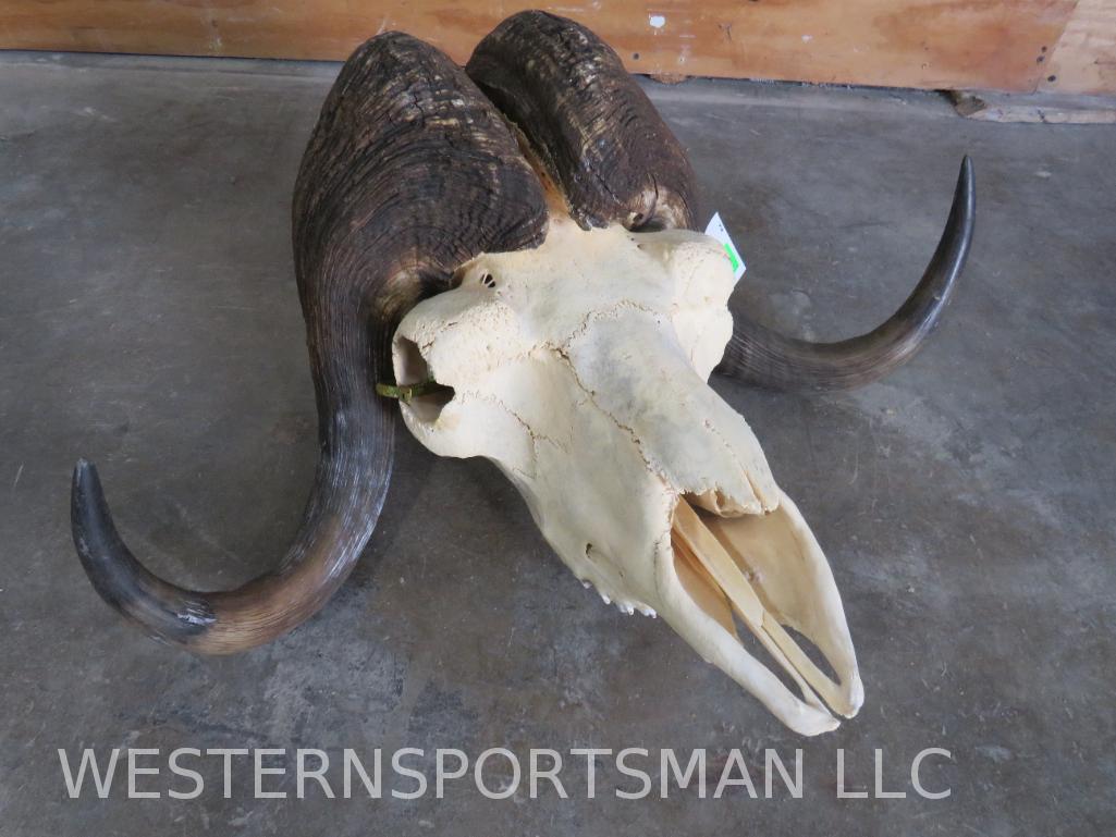 Awesome Musk Ox Skull Taxidermy