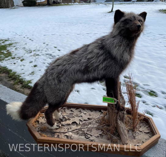 Big, Beautiful, Rare, Silver Fox Lifesize Taxidermy