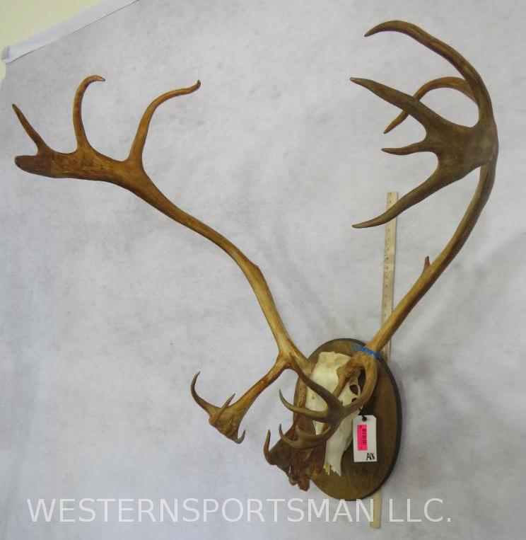 Caribou Rack On Plaque Taxidermy