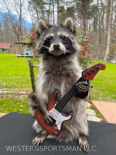Guitar Playing Raccoon ! New Taxidermy Where Are You Going To Find One