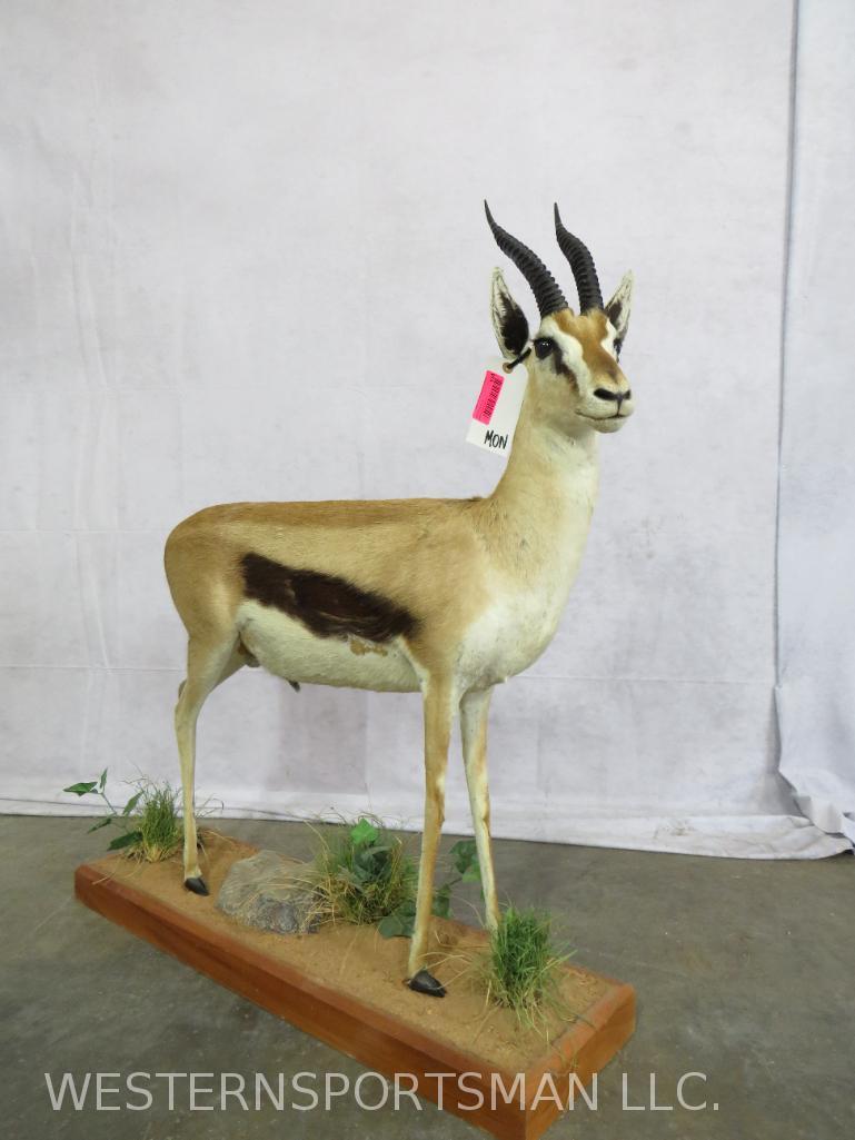 Lifesize Thompson Gazelle Taxidermy