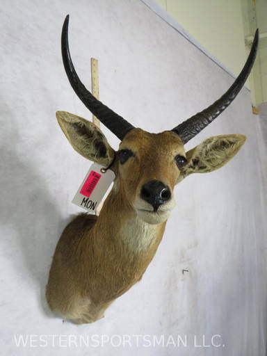 Common Reedbuck Sh Mt Taxidermy