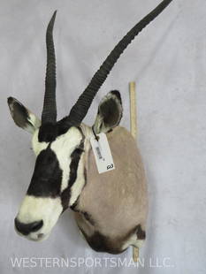 Gemsbok Sh Mt Taxidermy