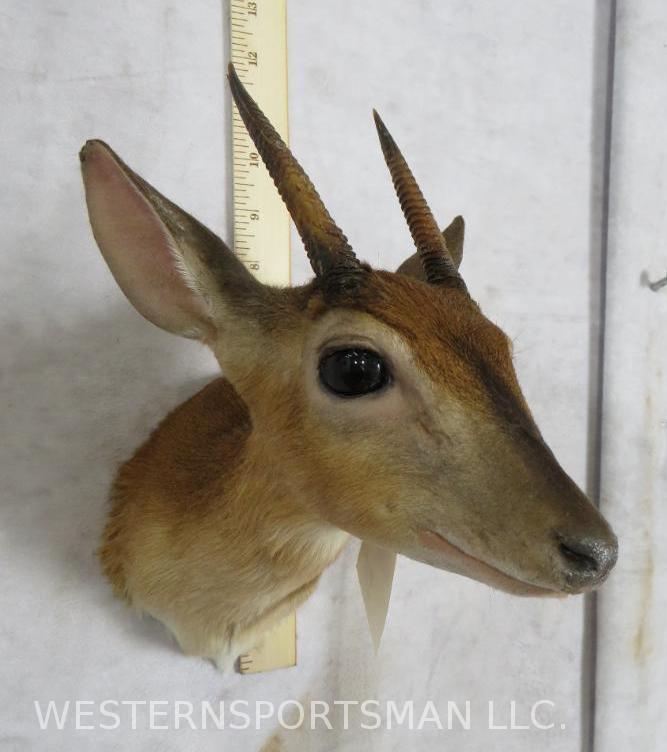 Duiker Sh Mt Taxidermy