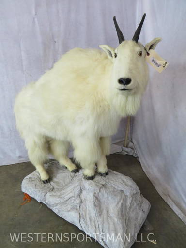 Lifesize Mountain Goat On Base Taxidermy
