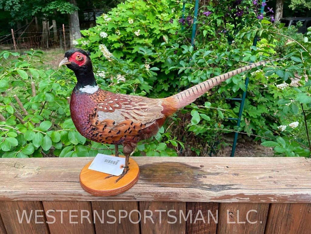 Beautiful Standing Pheasant Taxidermy Mount, On Wood Base.