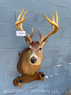 Whitetail Deer Mount With Gun Rack