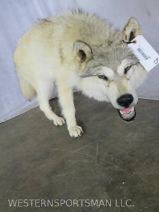 Taxidermy Arctic Wolf Pelt