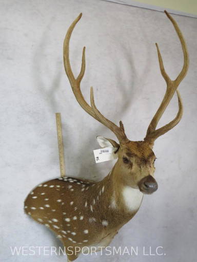 Axis Deer Wall Pedestal Taxidermy