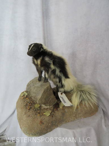 Lifesize Skunk On Base Taxidermy
