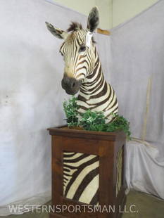 Beautiful Zebra Pedestal Taxidermy