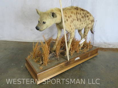 Lifesize Hyena On Base