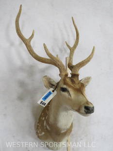 Axis Deer Sh Mt W/long Antlers Taxidermy
