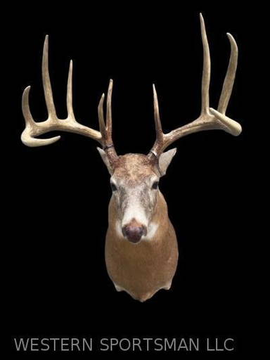 Monster Size Whitetail Deer Sho . Mount Ohio Buck, Massive 21 Inch ...