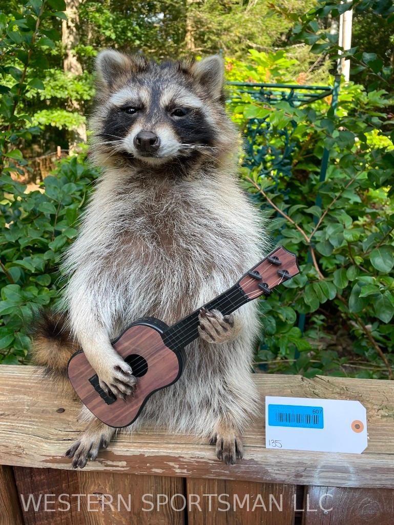 ROCK STAR" Raccoon playing guitar Excellent New Taxidermy , 19 inches ...