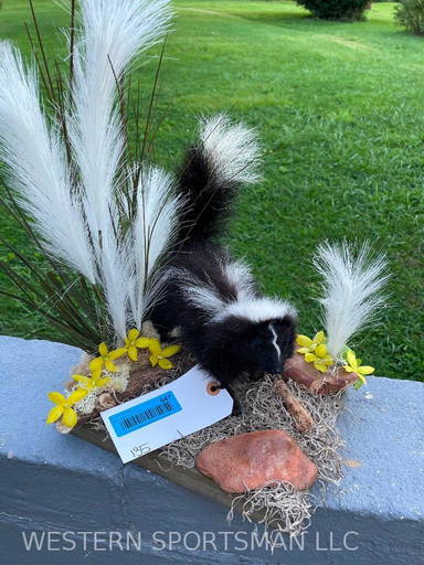 Super Cute , Little Baby Skunk, On Habitat Base.. 16 Inches Tall ...