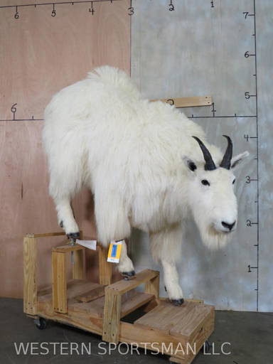 Lifesize Mountain Goat on Casts TAXIDERMY - Sep 30, 2022 | Western ...