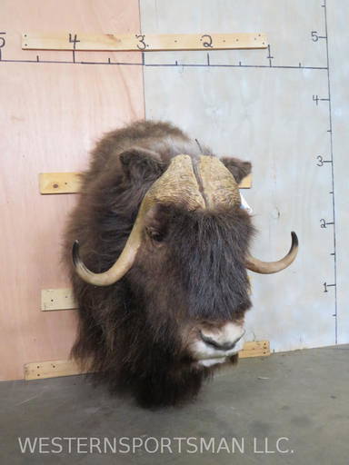 Musk Ox Sh Mt Taxidermy