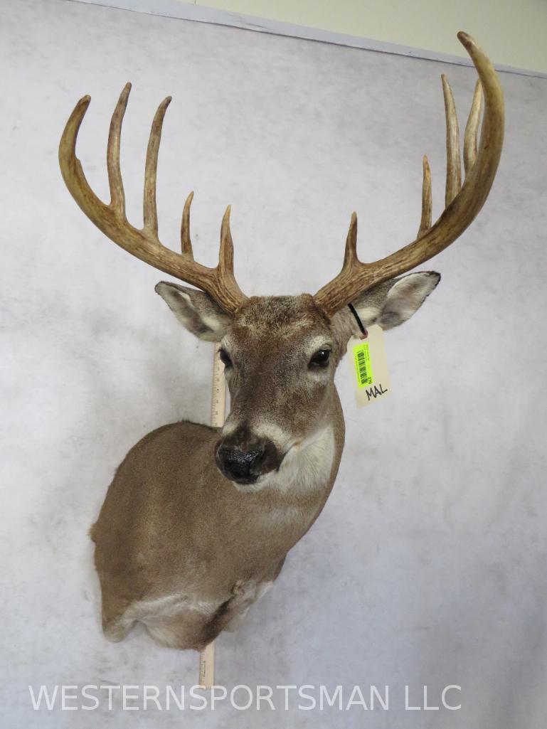 10 Pt Whitetail Sh Mt Taxidermy