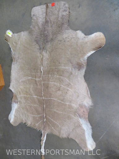 KUDU HIDE 89"x57" TAXIDERMY (#0491) on Jan 19, 2023 | Western Sportsman ...