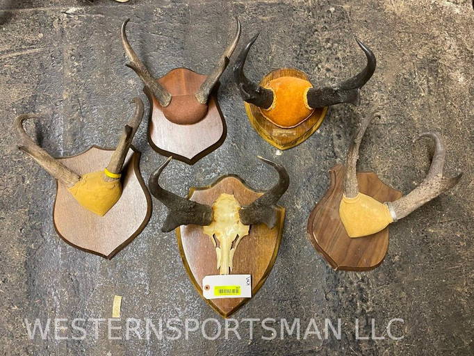 Five Sets Of Pronghorn Antelope Horns On Wood Panels, From 10 To 14 ...