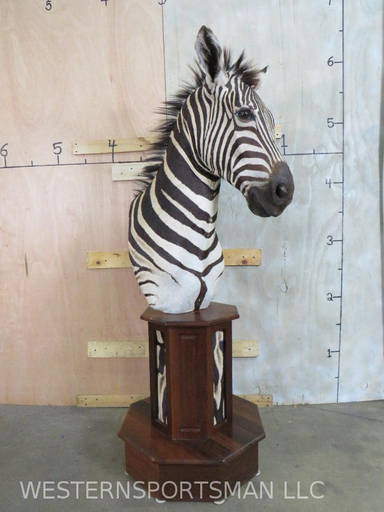 Beautiful Zebra Pedestal Taxidermy