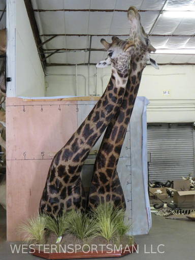 Absolutely Beautiful Double Giraffe Pedestal Taxidermy