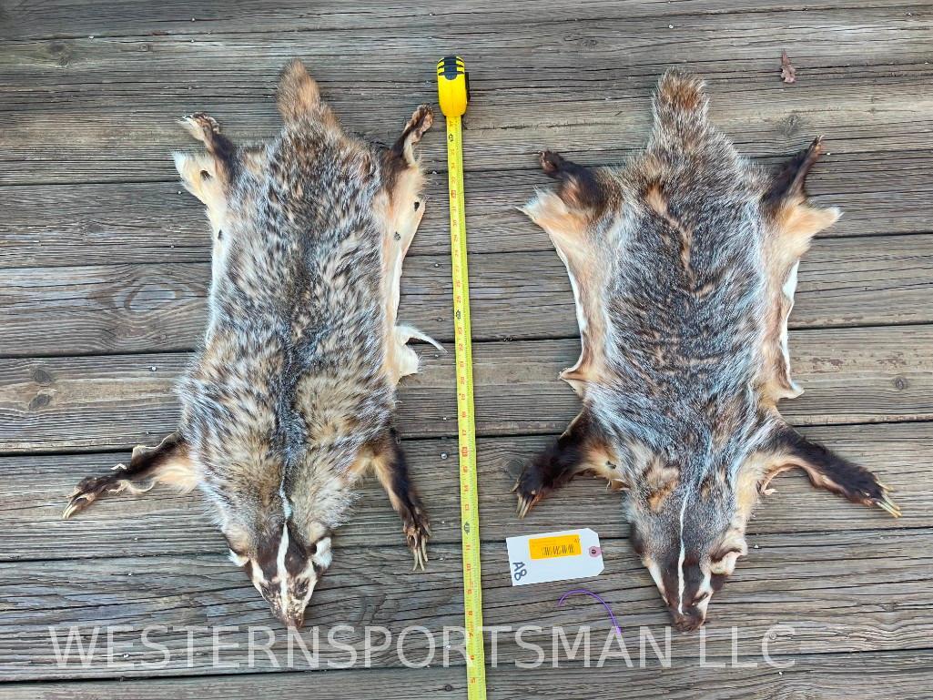 2 Beautiful Badger Hides, Complete With All Feet Claws, And Taxidermy ...