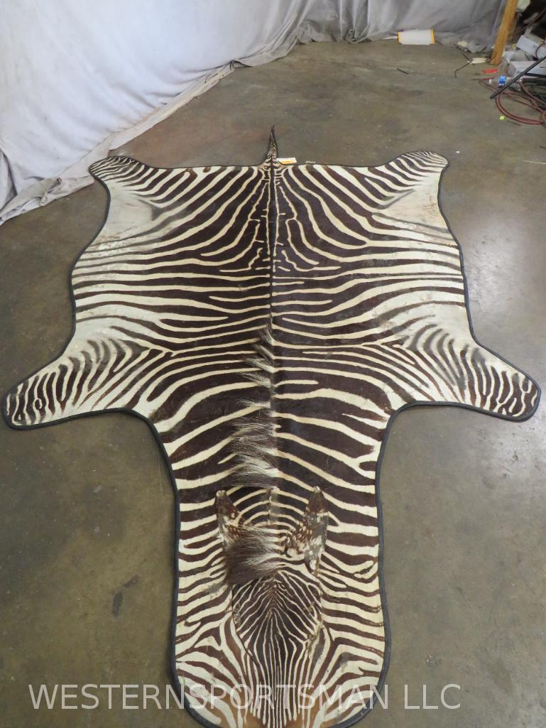 113"x75" Zebra Rug Taxidermy Decor