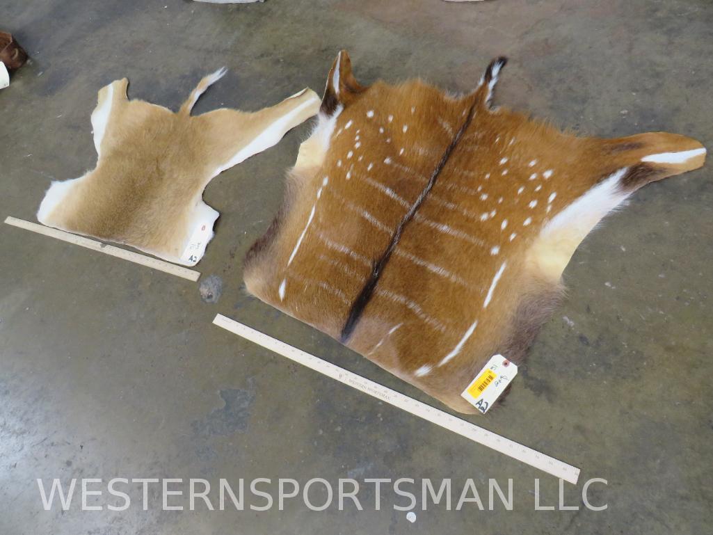 Nyala & Gazelle Back Hides (2x$) Taxidermy