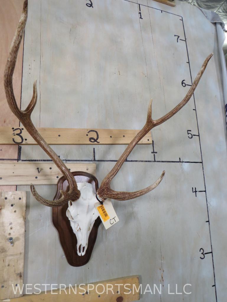 Axis Deer Euro Mt On Plaque Taxidermy