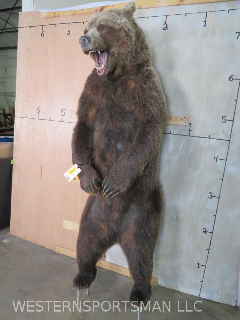 Lifesize Standing Brown Bear 80"t Taxidermy