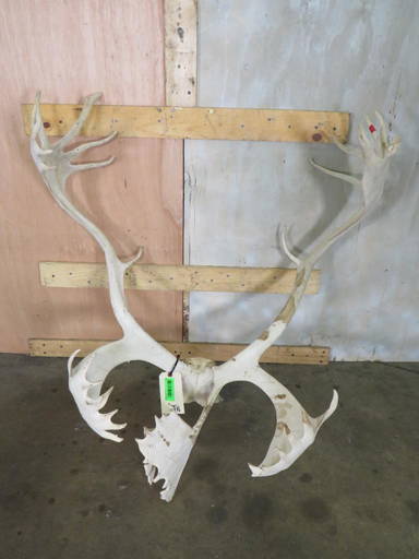 Caribou Rack Taxidermy