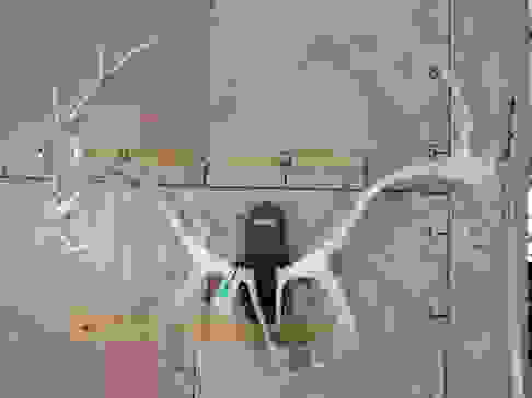 Caribou Rack On Plaque Taxidermy Auction