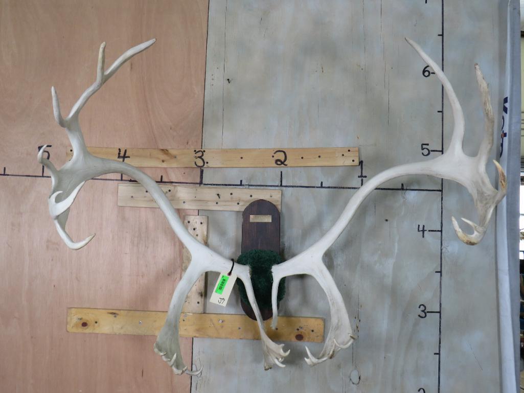 Caribou Rack On Plaque Taxidermy Auction
