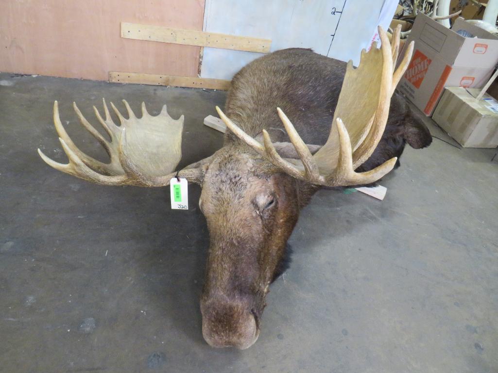 Dead Moose Mt Reproduction Antlers Taxidermy Auction