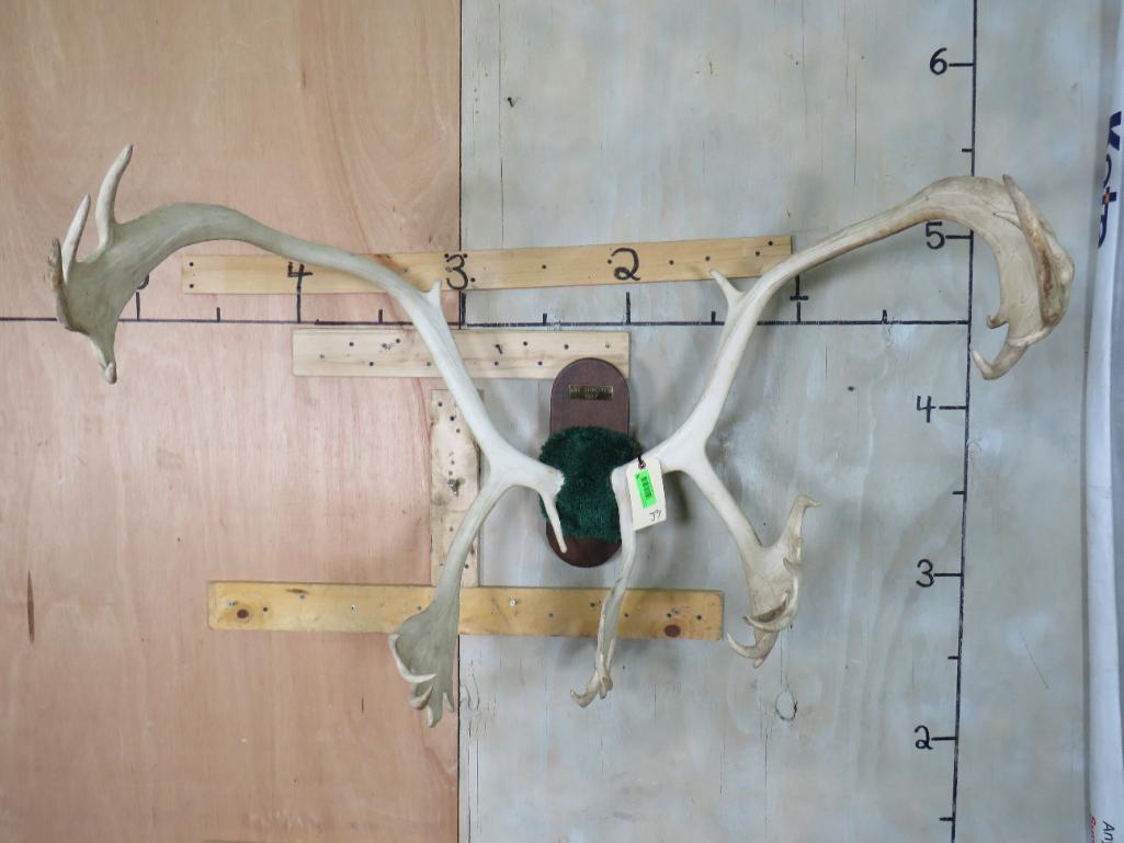 Caribou Rack On Plaque Taxidermy Auction