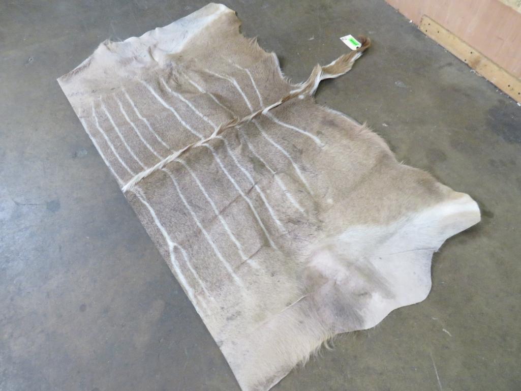 Kudu Back Hide Taxidermy