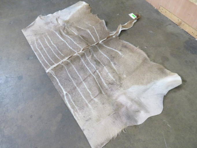 Kudu Back Hide Taxidermy