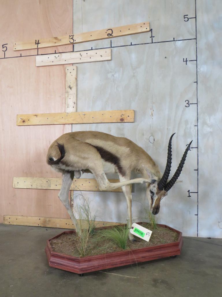 Lifesize Gazelle On Base Taxidermy Auction