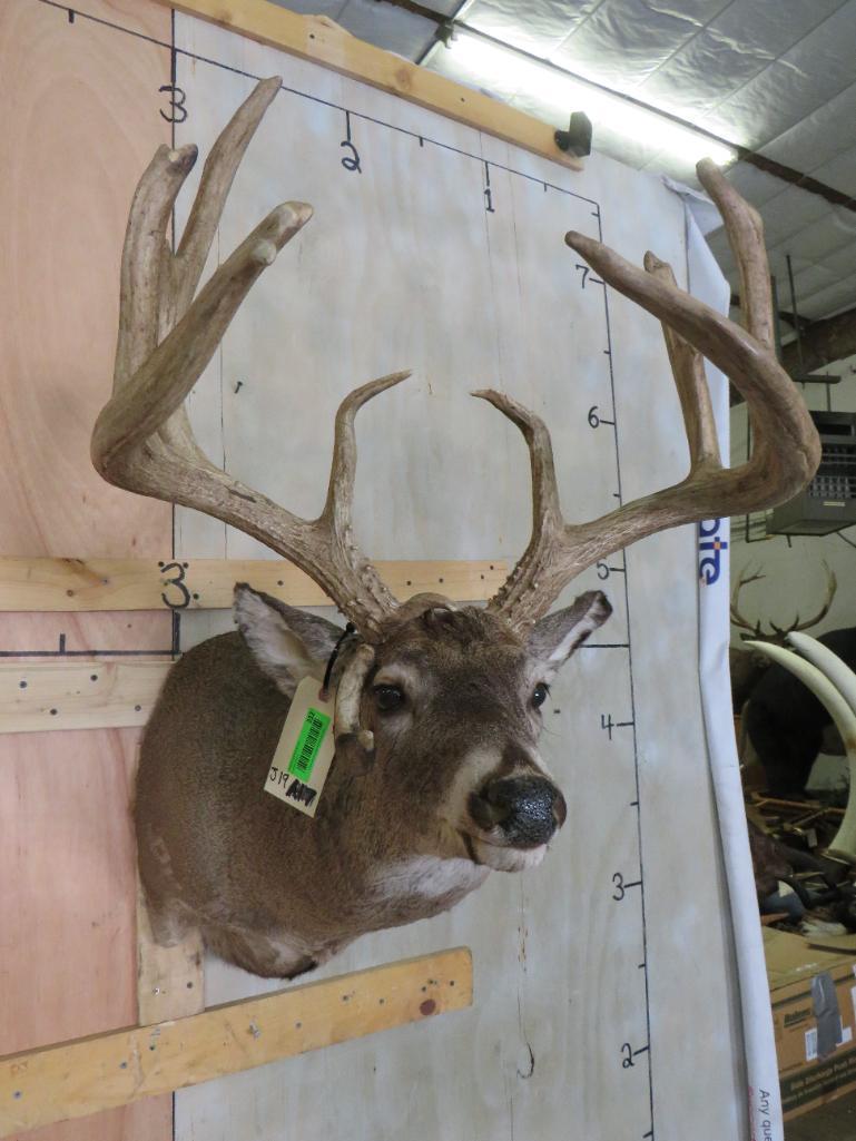Super Cool Xl Whitetail Sh Mt W/drop Brow Tine Taxidermy Auction