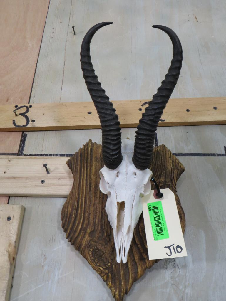 Springbok Skull On Plaque Taxidermy Auction